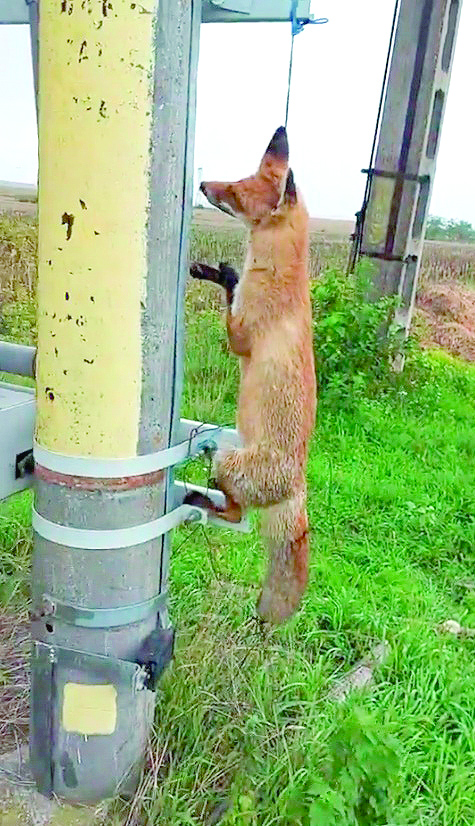 Vulpe spânzurată de un stâlp la Săvineşti - Realitatea Media